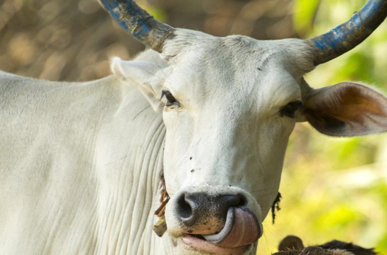 भोपाल: Funeral of cows मध्यप्रदेश में गाय को लेकर सियासत जारी है। भोपाल ...