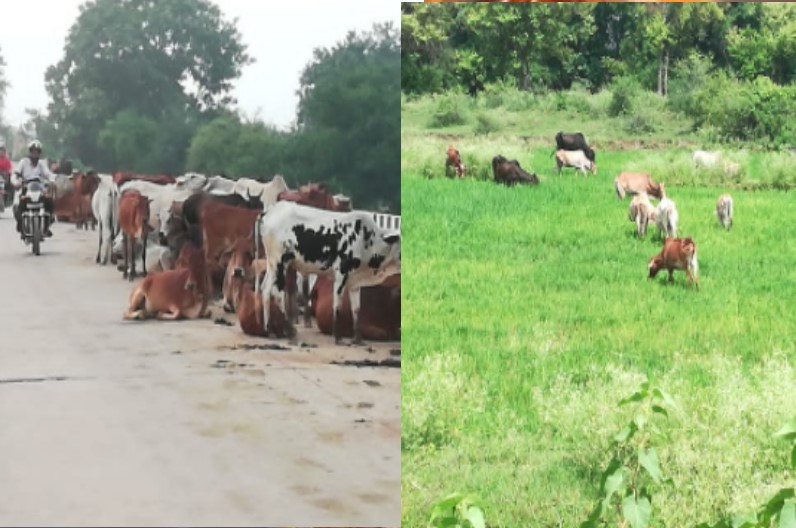 Edited By : Deepak Dilliwar November 29, 2022 / 08:10 PM IST