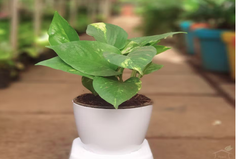 Edited By : karan nepali Modified Date: May 8, 2023 / 07:03 PM IST ...