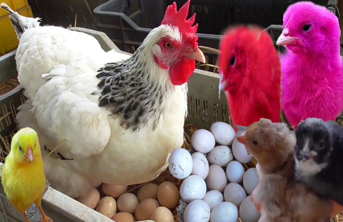 Edited By : Deepak Dilliwar Modified Date: June 16, 2023 / 02:54 PM IST ...