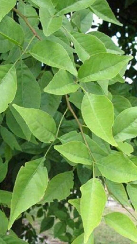 जब बात भगवान शिव की सबसे प्रिय चीजों की आती है तो उसमें सबसे पहले ...