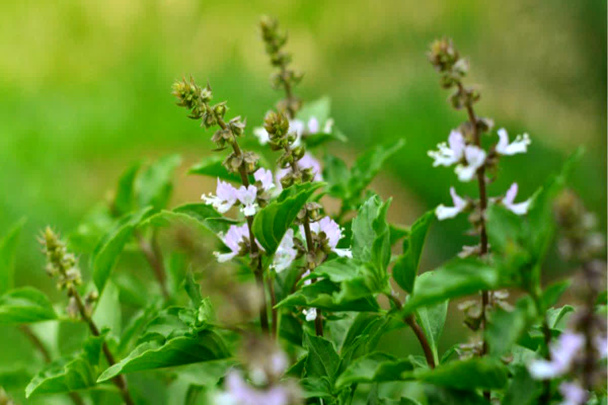 Edited By : Bhavna Sahu Modified Date: February 24, 2024 / 06:51 PM IST ...